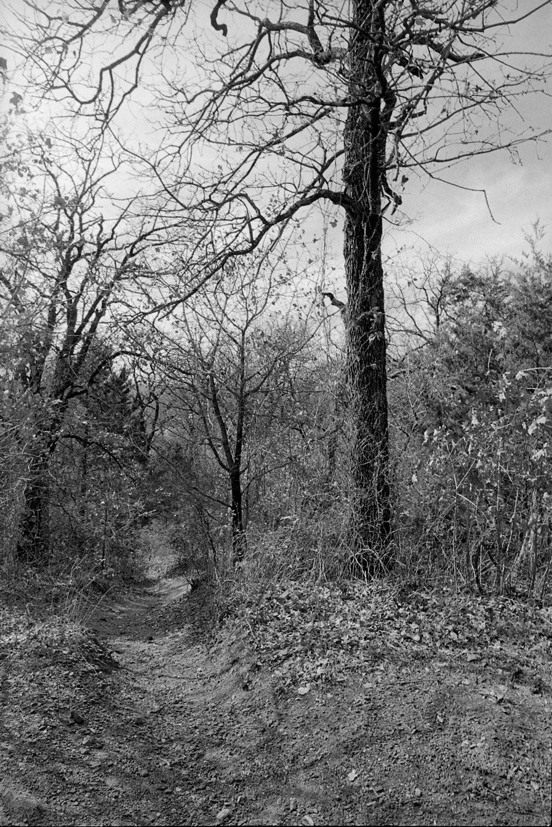 20190302-125003-Euless Park with Hana-Polar Walk-©JamesECockroft-2019 ...